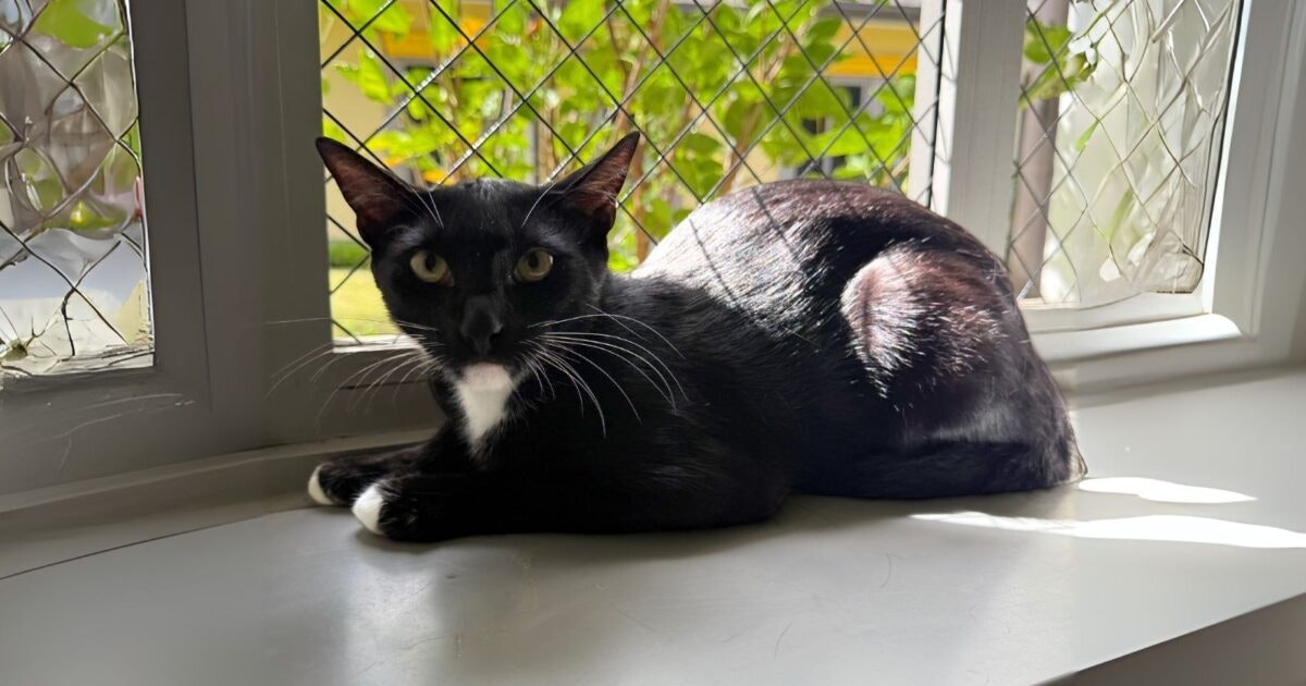 Adopt-a-Pet Aug. 7, 2025: Ben the cat loves gentle pets and treats