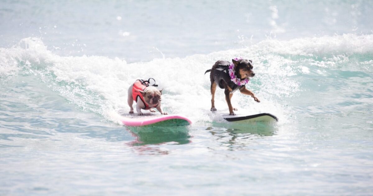 Watch animals 'born to surf' in Waikīkī
