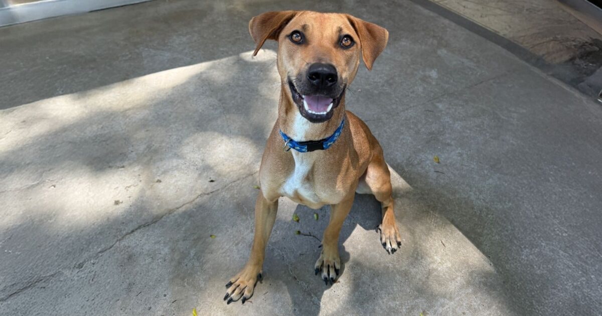 Adopt-a-Pet Oʻahu June 19, 2025: Samus wants to join your family