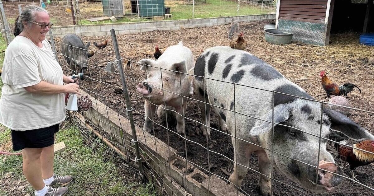 Behind the scenes of Kāneʻohe’s Aloha Animal Sanctuary