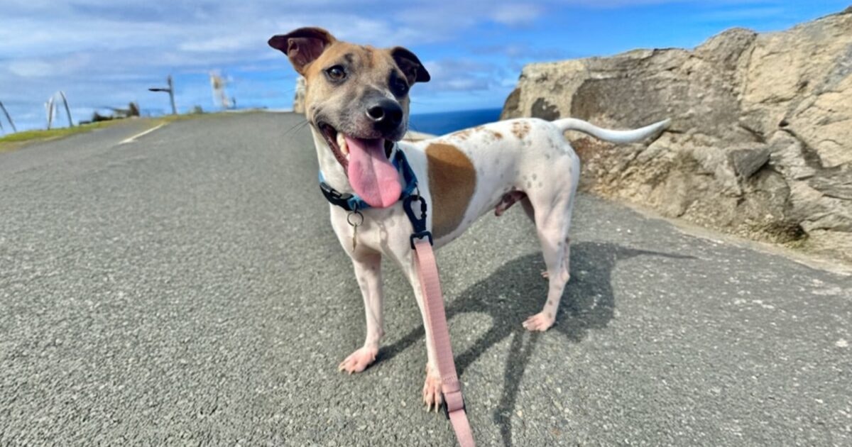 Adopt-a-Pet April 30, 2025: Engky has an 'endless zest for life'