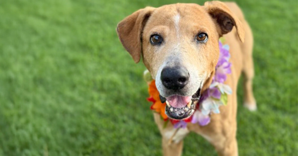 Adopt-a-Pet July 24, 2025: Cruise with Kruz, a mixed breed dog