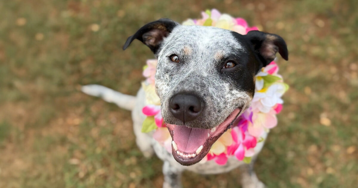 Adopt-a-Pet May 7, 2025: Introducing her majesty, Princess of Genovia