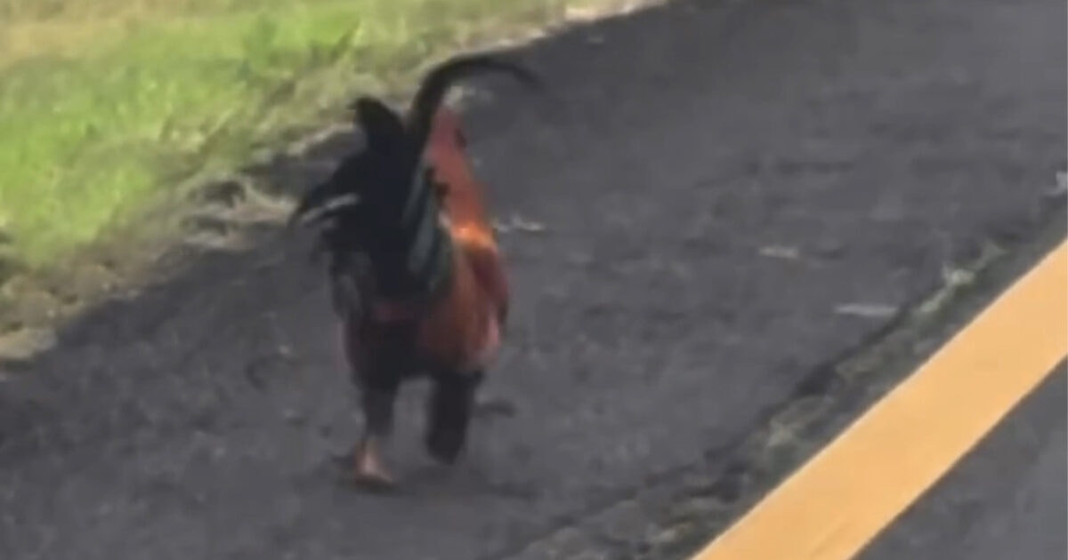 Hawai‘i Scene on Social: Why did the chicken cross the road?