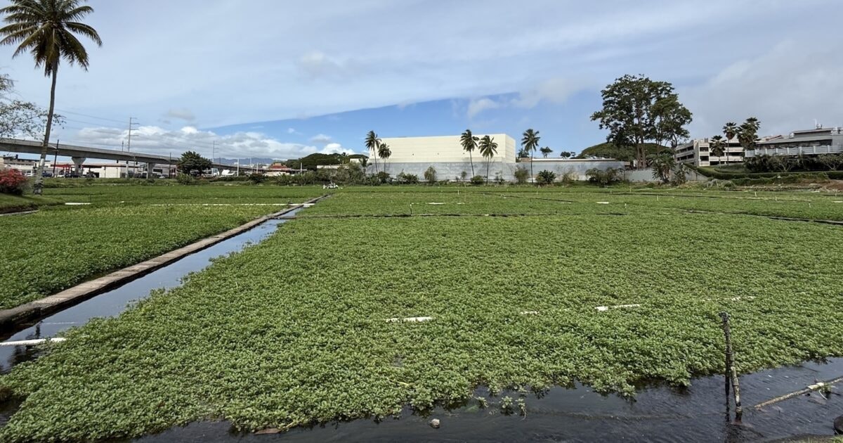 An exclusive tour of Sumida Farm