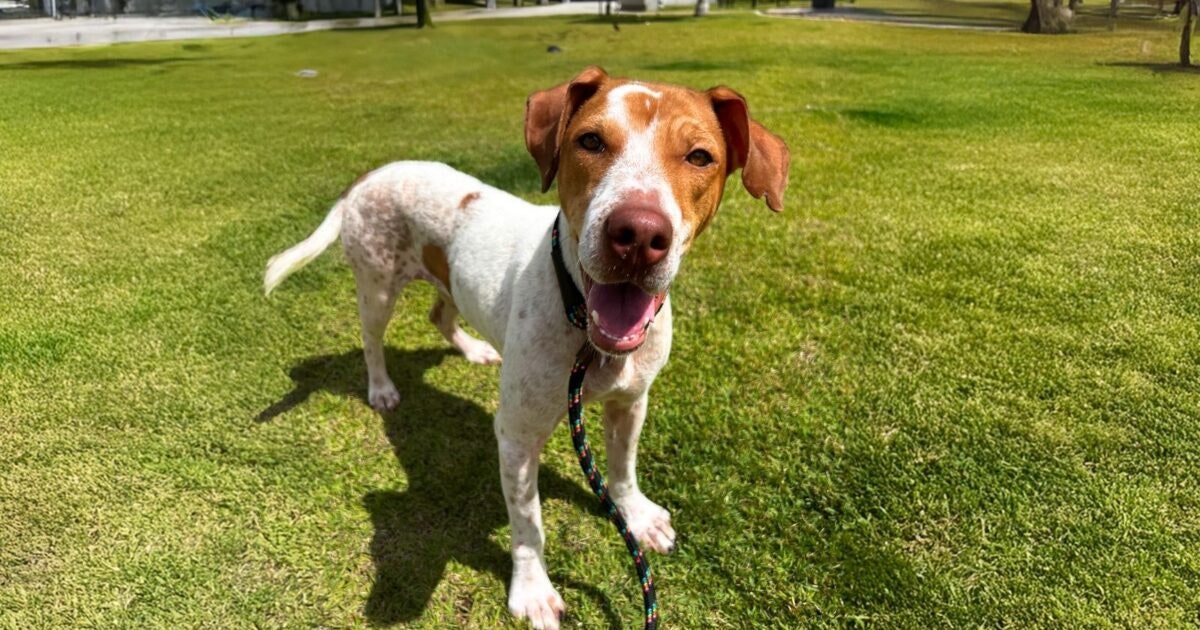 Adopt-a-Pet May, 9, 2025: Meet Toni, a cute couch potato who loves a ...