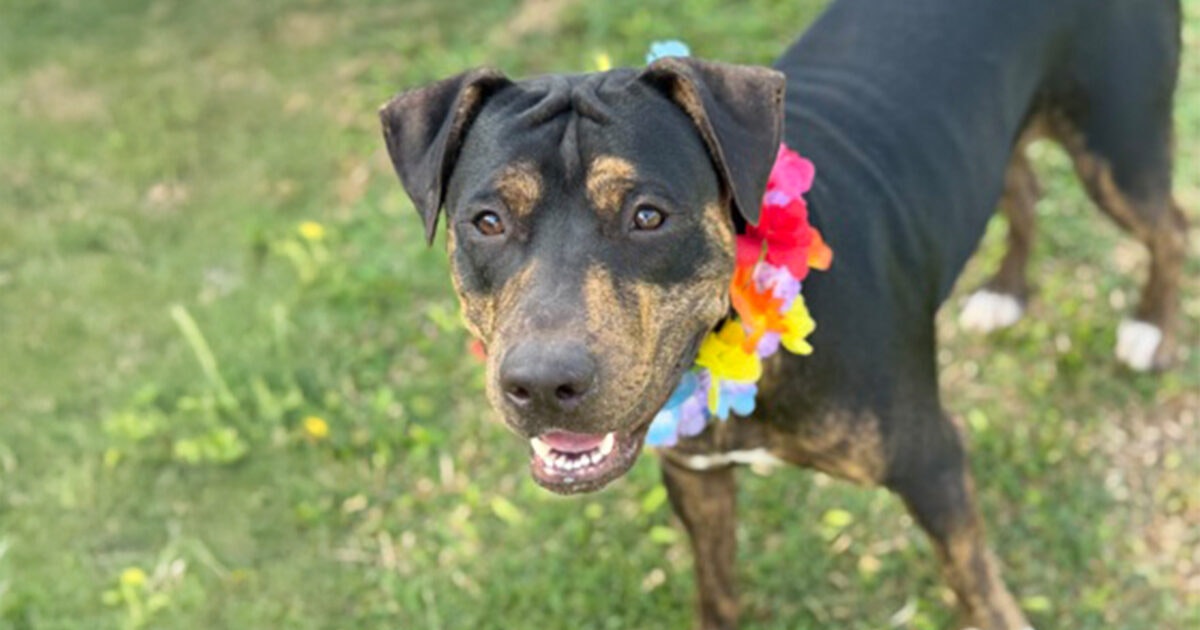 Adopt a Pet Aug. 20, 2025: Here's the scoop on Bee-Boop