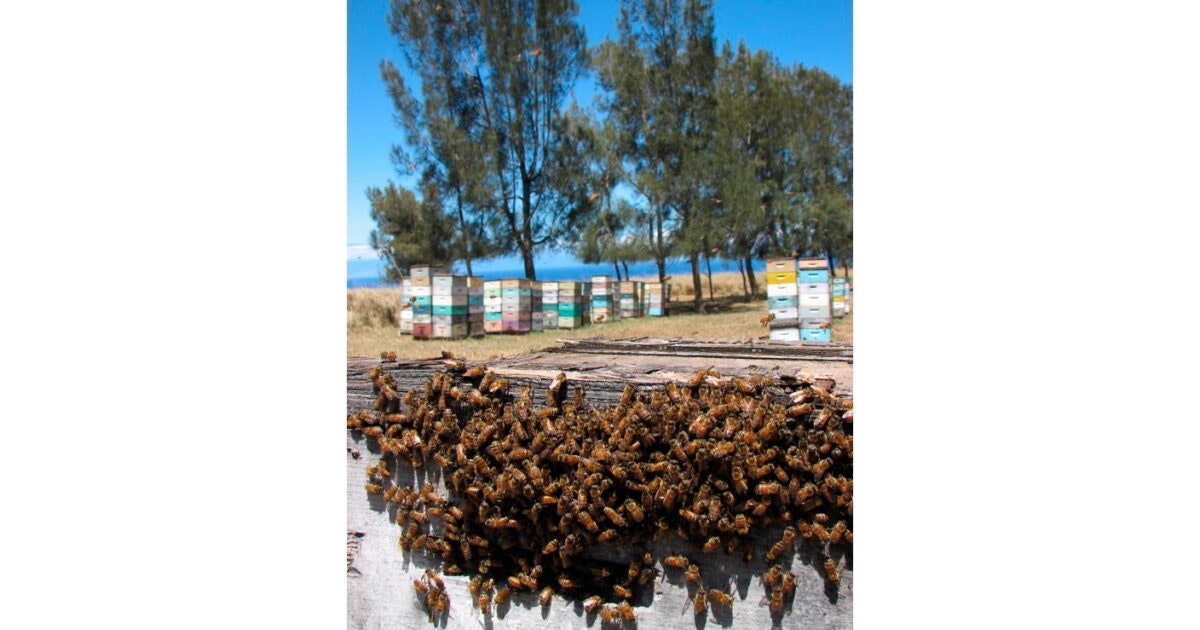 'We always follow the bloom': Hawaiian honey is the focus for Big ...