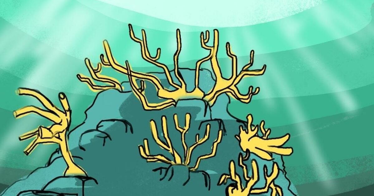 Hawaiʻi Symphony Orchestra offers free ocean-themed concert