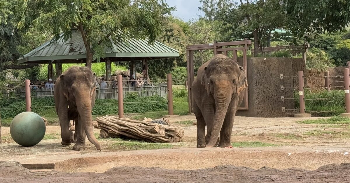 Honolulu Zoo launches new mobile app