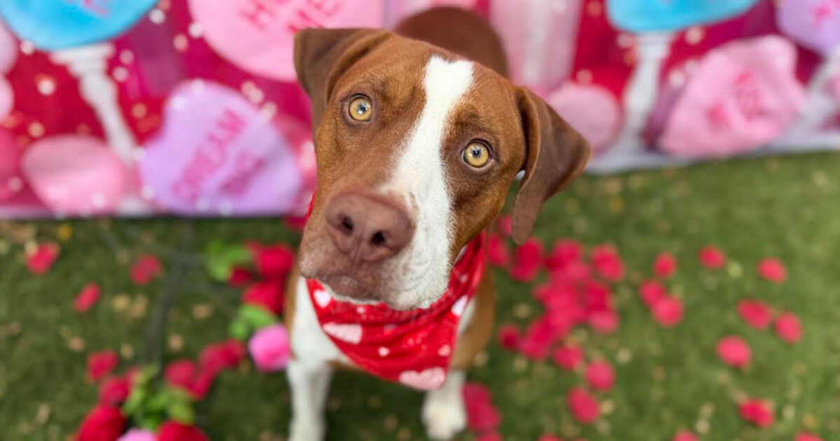 Adopt-a-Pet April 16, 2025: Meet Max from Maui Humane Society