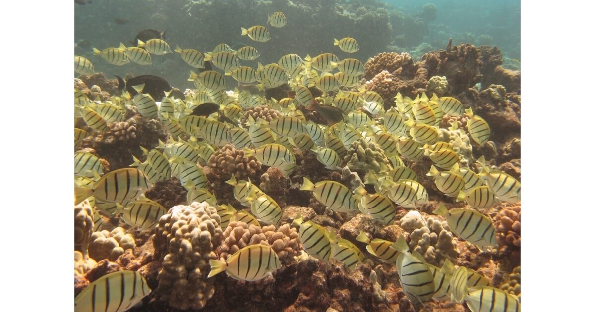Ocean acidification study predicts bleak future for Hawai‘i corals