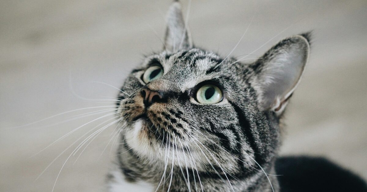 Cat Café Maui nominated for 10Best list