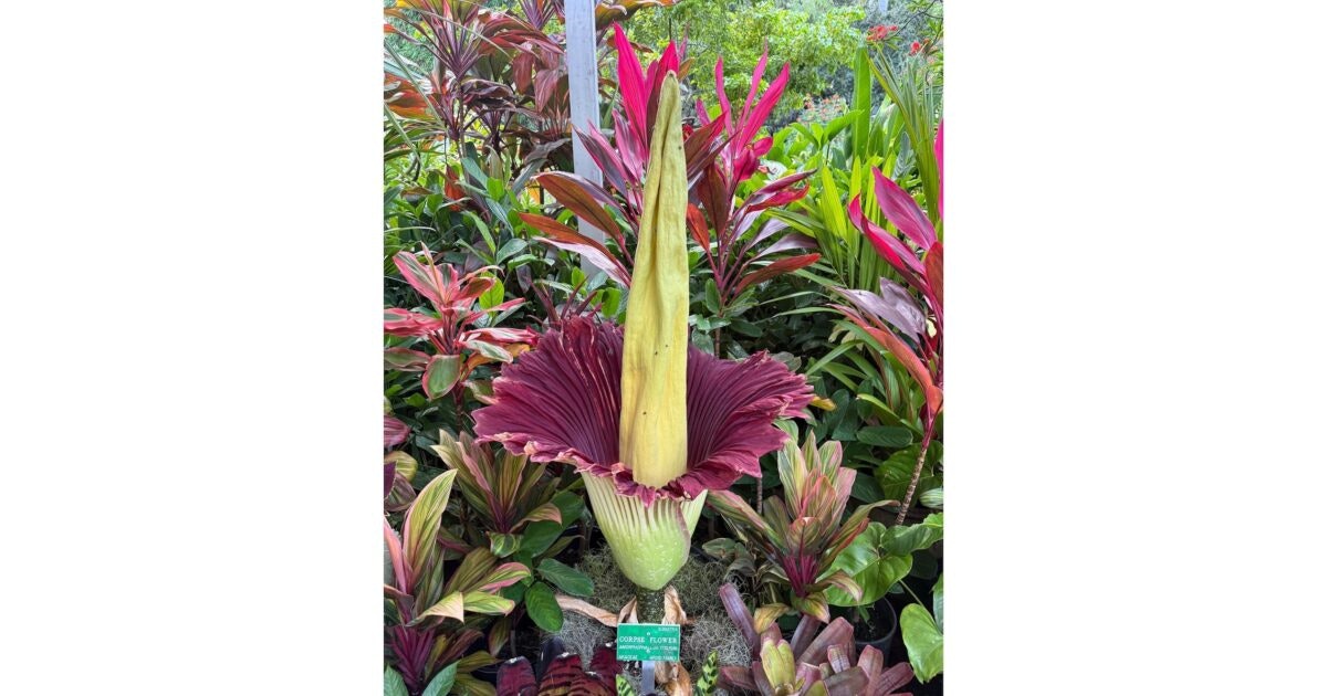 Want to smell a corpse flower?
