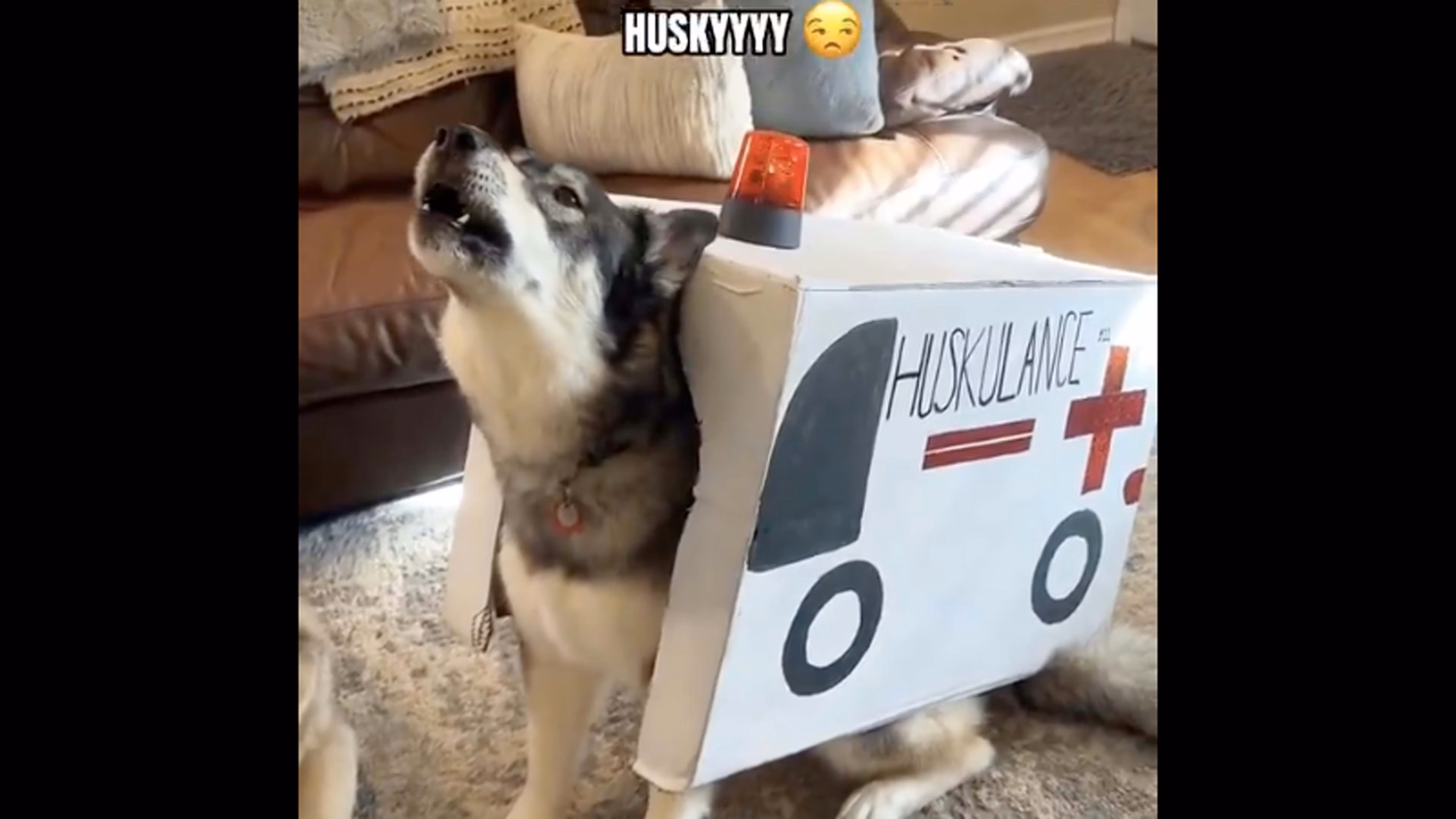 Daily Smile: Monday, January 26, 2026